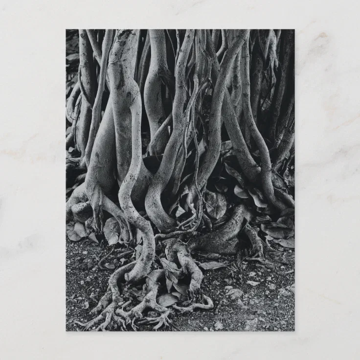 Moreton bay fig tree roots postcard | Zazzle