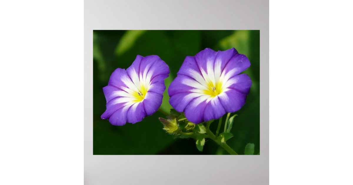 Morning glory flower poster | Zazzle