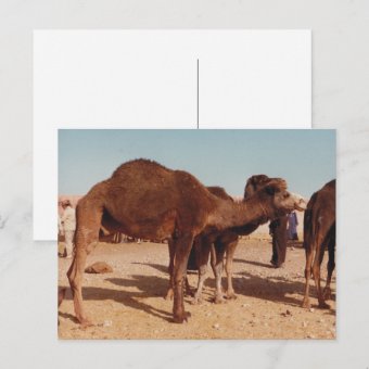 Moroccan Camel Postcard | Zazzle