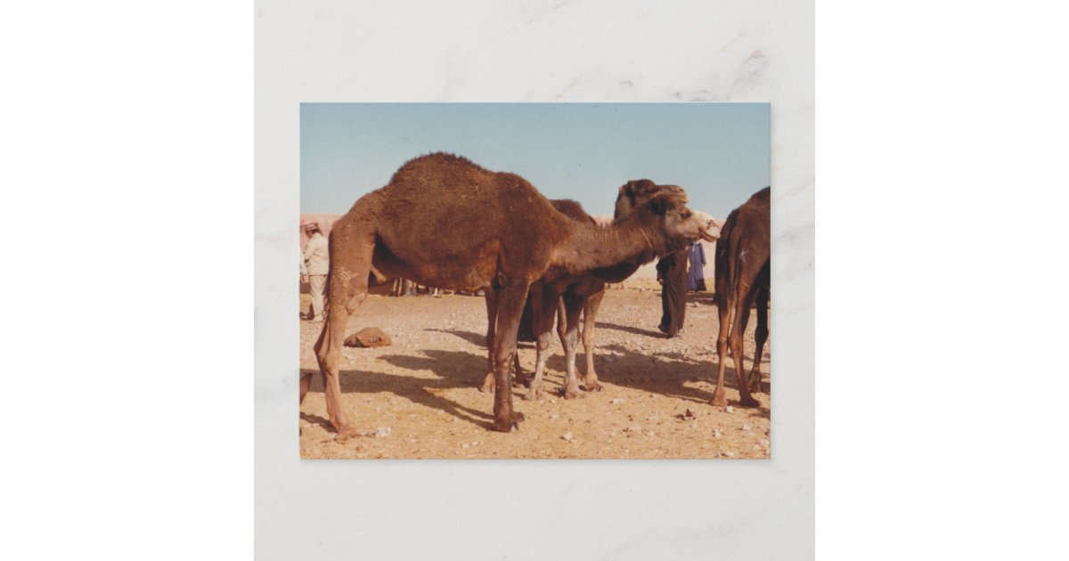 Moroccan Camel Postcard | Zazzle