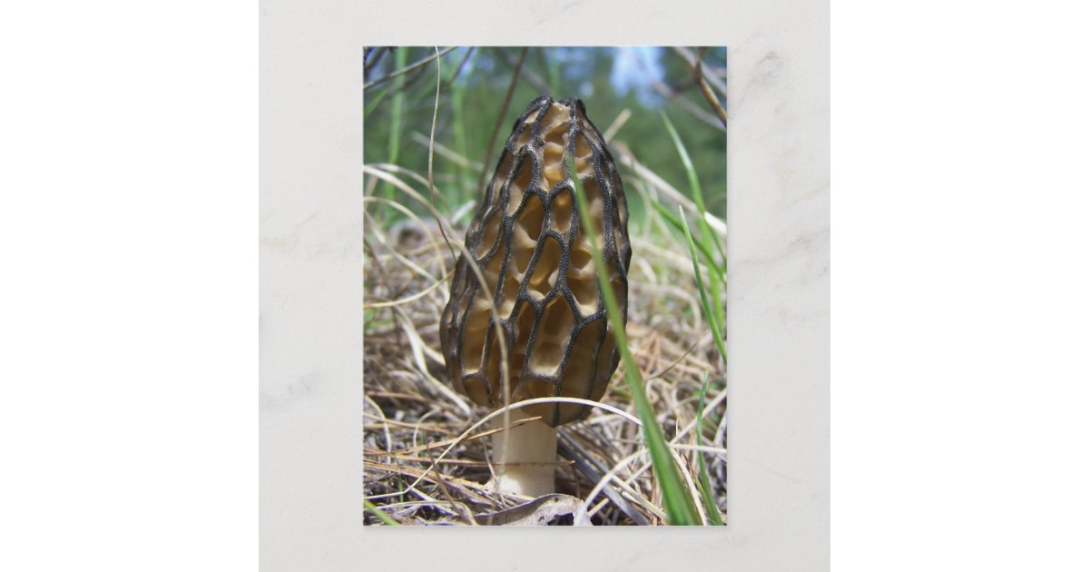 Morrell Mushroom Postcard | Zazzle