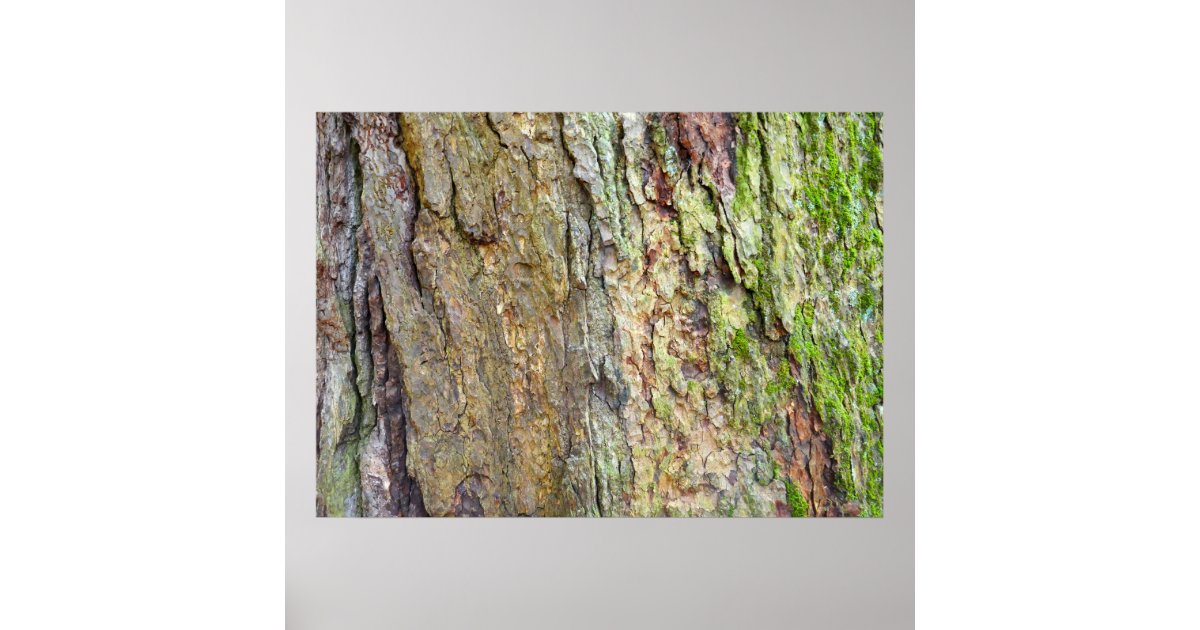 Moss-Covered Tree Bark Poster | Zazzle