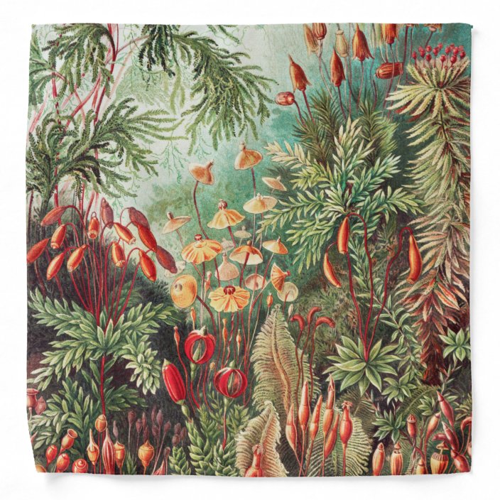 Mosses, Muscinae Laubmoose by Ernst Haeckel Bandana | Zazzle.com