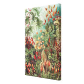 Mosses, Muscinae Laubmoose by Ernst Haeckel Canvas Print | Zazzle