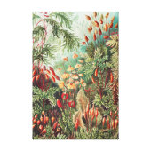 Mosses, Muscinae Laubmoose by Ernst Haeckel Canvas Print | Zazzle
