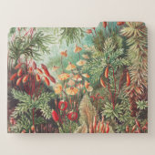 Mosses, Muscinae Laubmoose by Ernst Haeckel File Folder | Zazzle