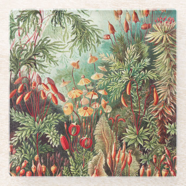 Mosses, Muscinae Laubmoose by Ernst Haeckel Glass Coaster | Zazzle