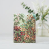 Mosses, Muscinae Laubmoose by Ernst Haeckel Postcard | Zazzle