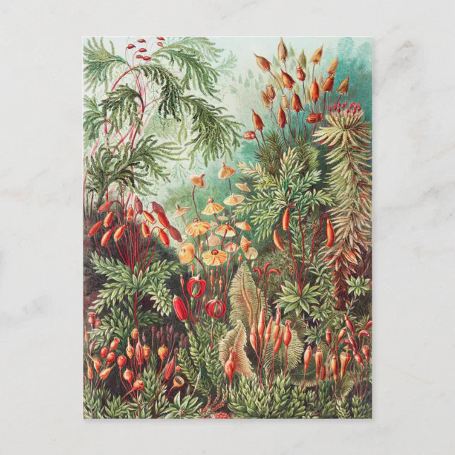 Mosses, Muscinae Laubmoose by Ernst Haeckel Postcard | Zazzle