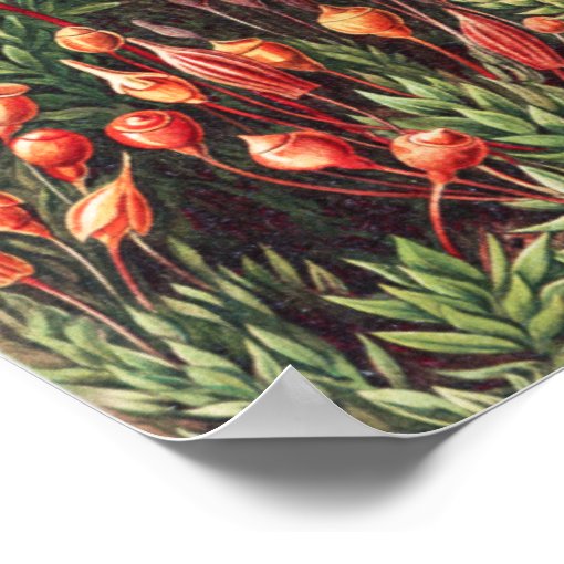 Mosses, Muscinae Laubmoose by Ernst Haeckel Poster | Zazzle