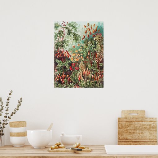 Mosses, Muscinae Laubmoose by Ernst Haeckel Poster | Zazzle