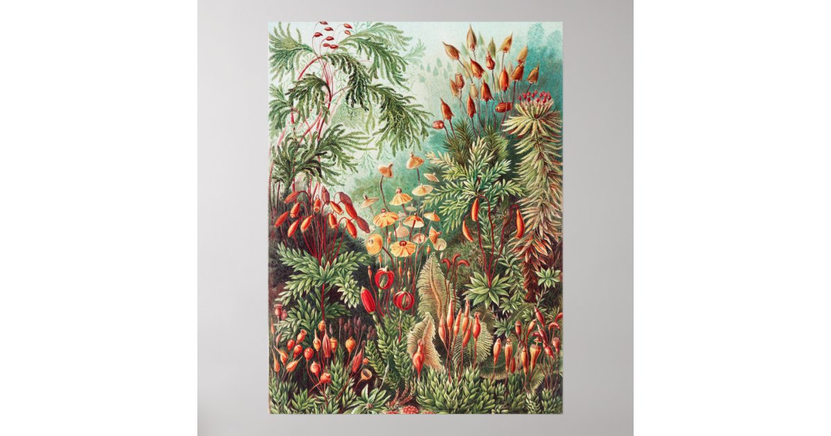 Mosses, Muscinae Laubmoose by Ernst Haeckel Poster | Zazzle