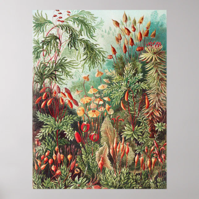 Mosses, Muscinae Laubmoose by Ernst Haeckel Poster | Zazzle
