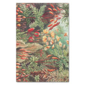 Mosses, Muscinae Laubmoose by Ernst Haeckel Tissue Paper | Zazzle