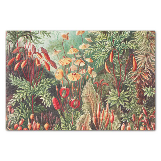 Mosses, Muscinae Laubmoose by Ernst Haeckel Tissue Paper | Zazzle