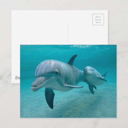 MOTHER AND BABY CALF DOLPHIN POSTCARD | Zazzle
