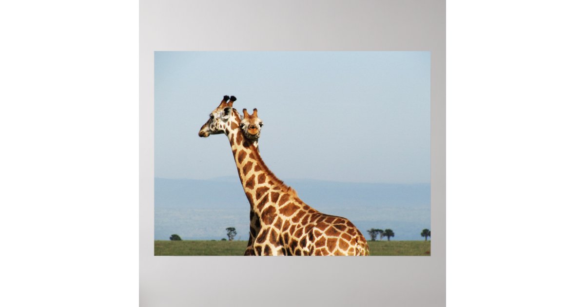 Mother and baby giraffe hugging poster | Zazzle