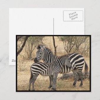 Mother and Baby Zebra Postcard | Zazzle