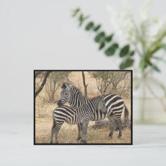 Mother and Baby Zebra Postcard | Zazzle