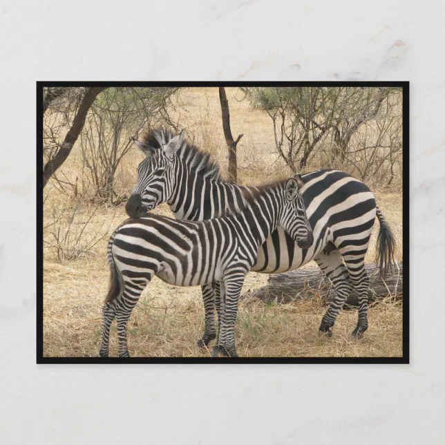 Mother and Baby Zebra Postcard | Zazzle