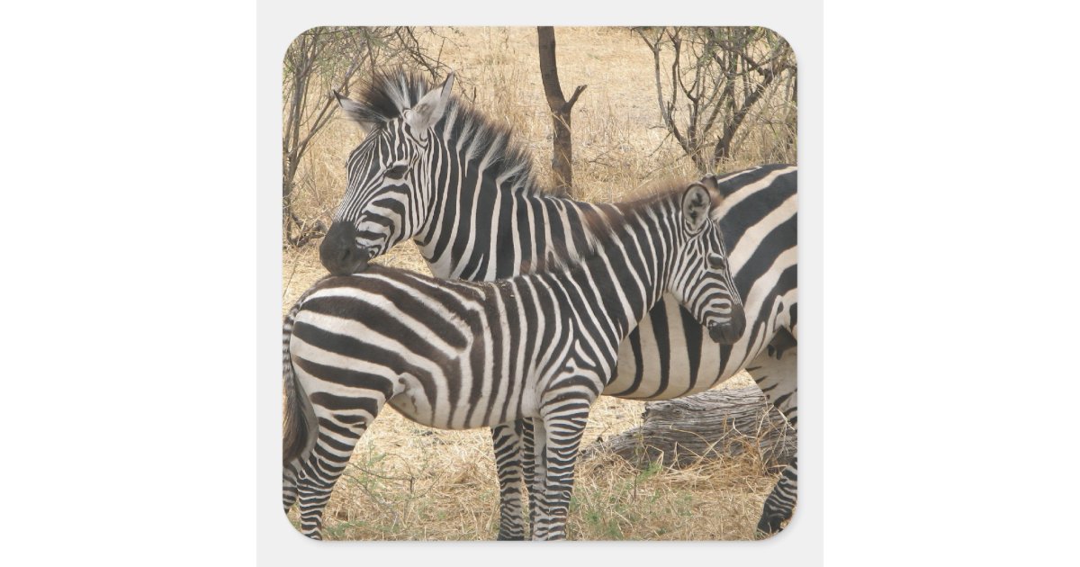 Mother and Baby Zebra Sticker | Zazzle