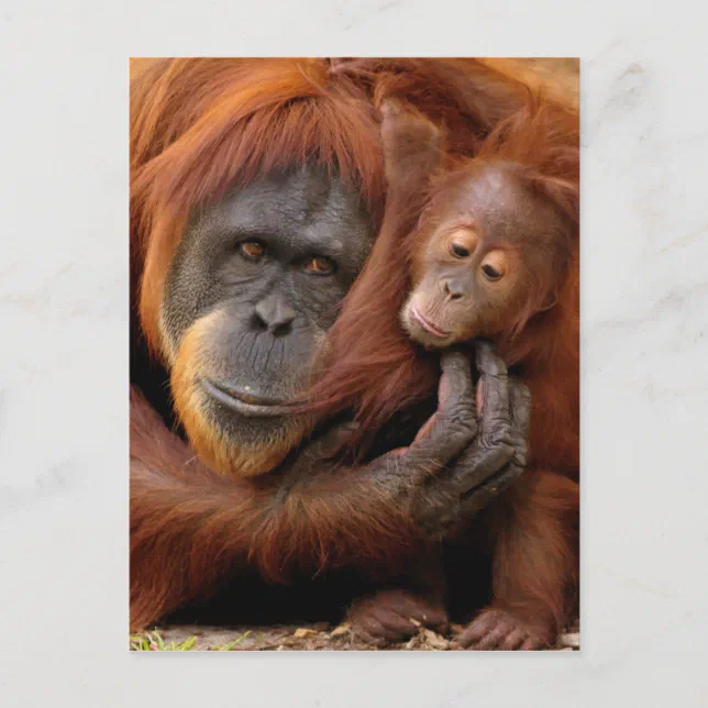 Mother & Baby Orangutan Postcard | Zazzle
