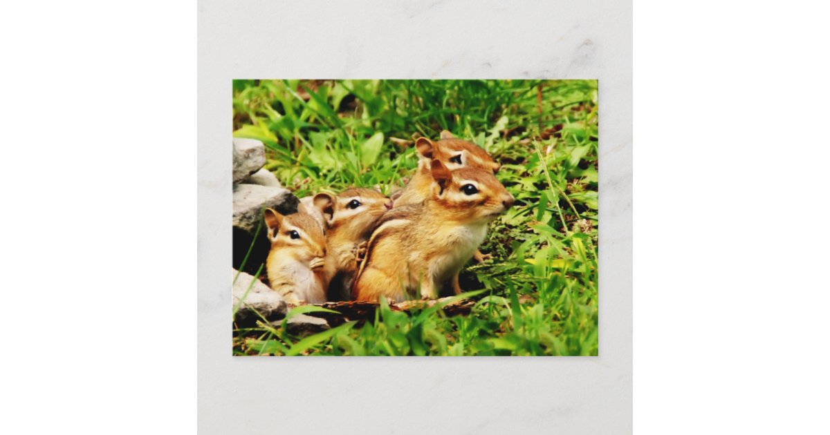 mother chipmunk and babies postcard | Zazzle