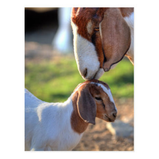 Mother Postcards, Mother Post Cards & Mother Postcard Designs