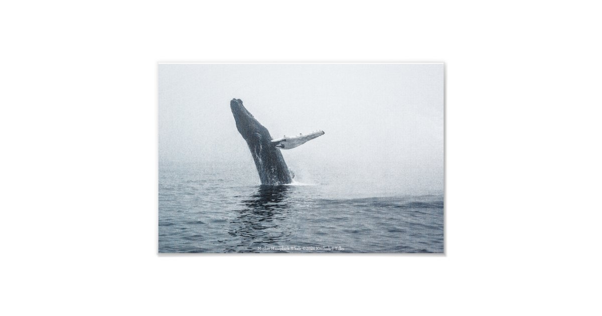 Mother Humpback Whale Photo Print | Zazzle