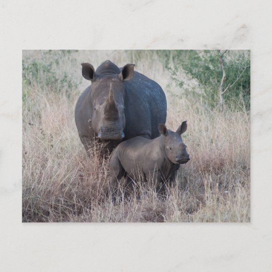 Mother Love - Rhino Style Postcard | Zazzle.com
