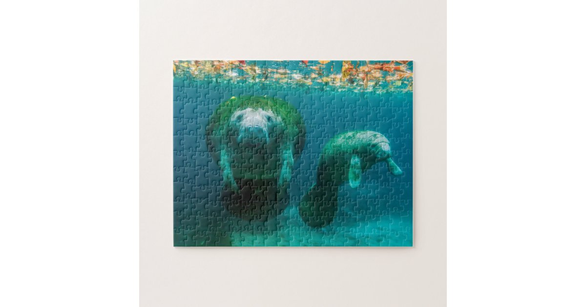 Mother manatee with her calf in Crystal River Jigsaw Puzzle | Zazzle