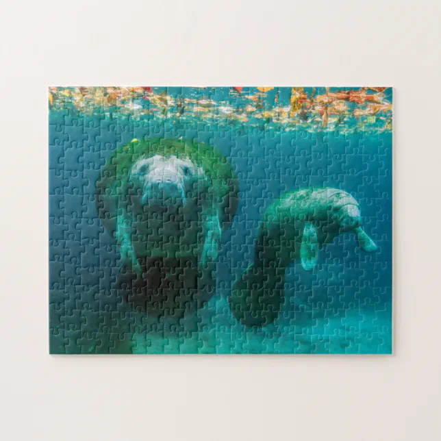 Mother manatee with her calf in Crystal River Jigsaw Puzzle | Zazzle