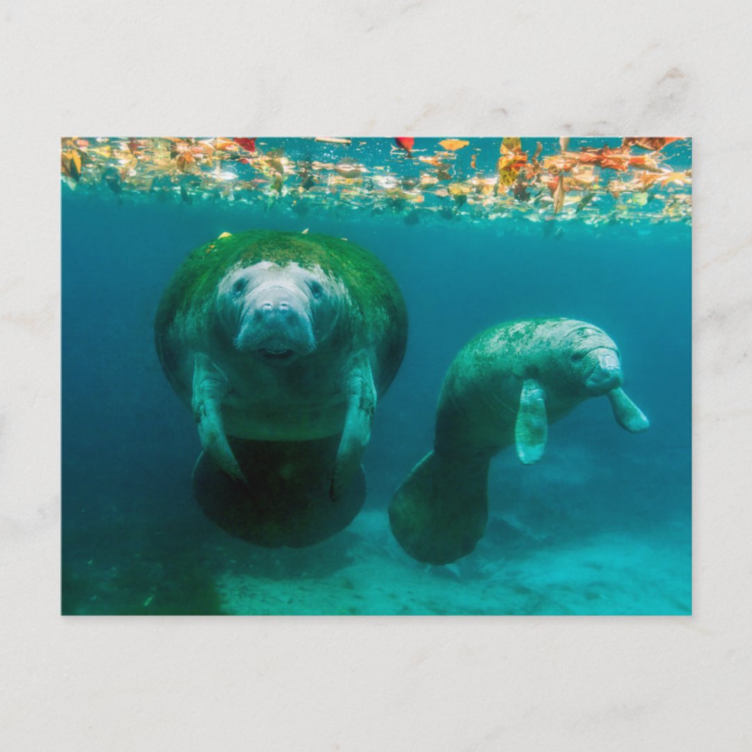 Mother manatee with her calf in Crystal River Postcard | Zazzle