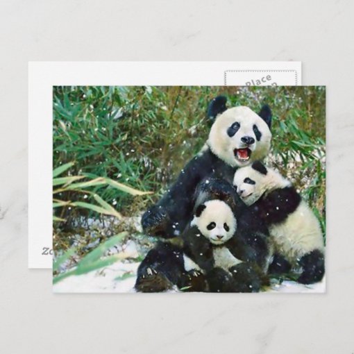Mother Panda Postcard | Zazzle
