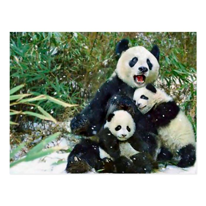 Mother Panda Postcard | Zazzle.com