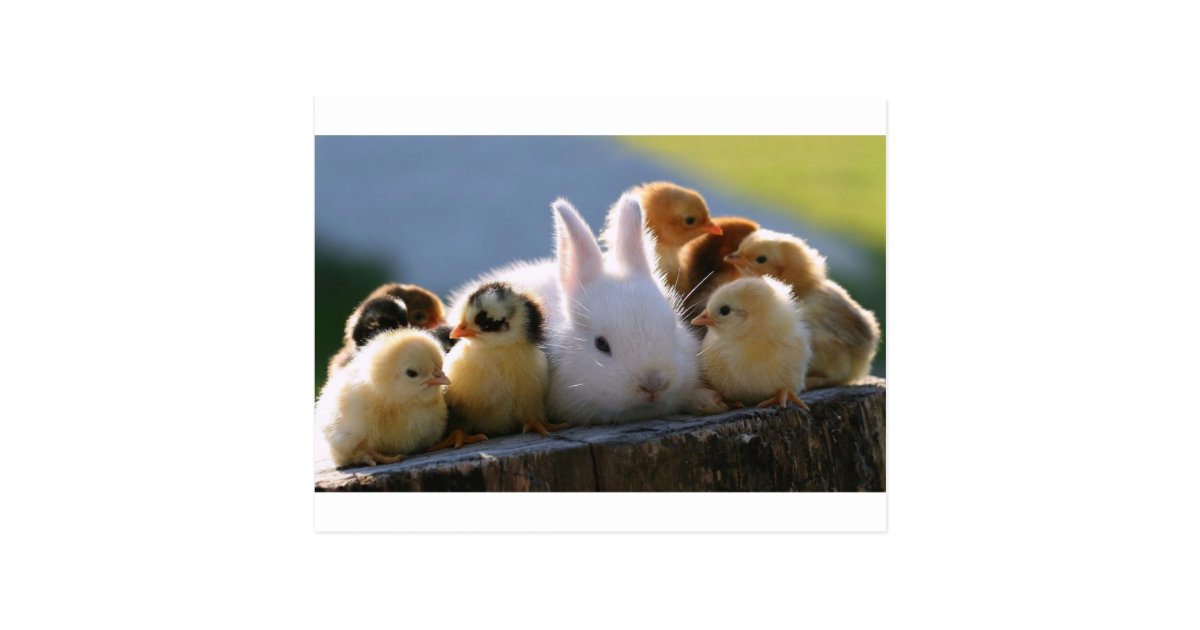 Mother Rabbit Adopts Some Chicks Postcard | Zazzle.com