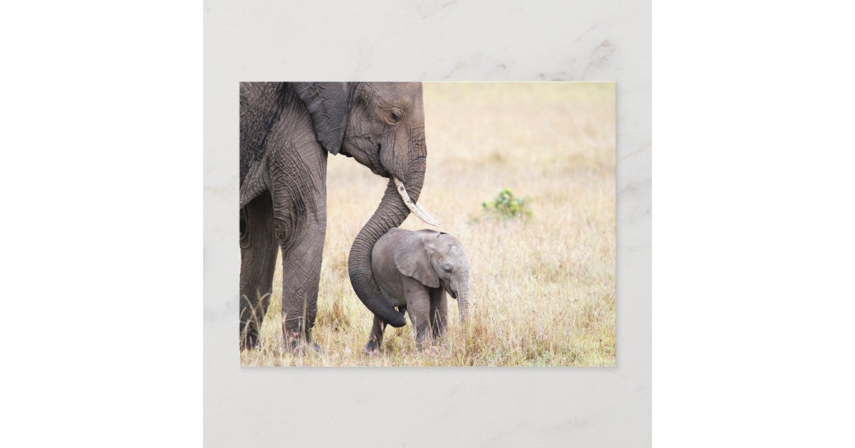 Motherly love elephant baby photo postcard | Zazzle