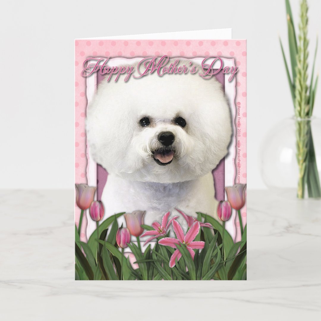 Mothers Day - Pink Tulips - Bichon Frise Card | Zazzle