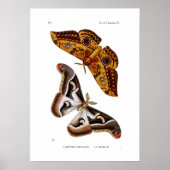 Moths Poster | Zazzle