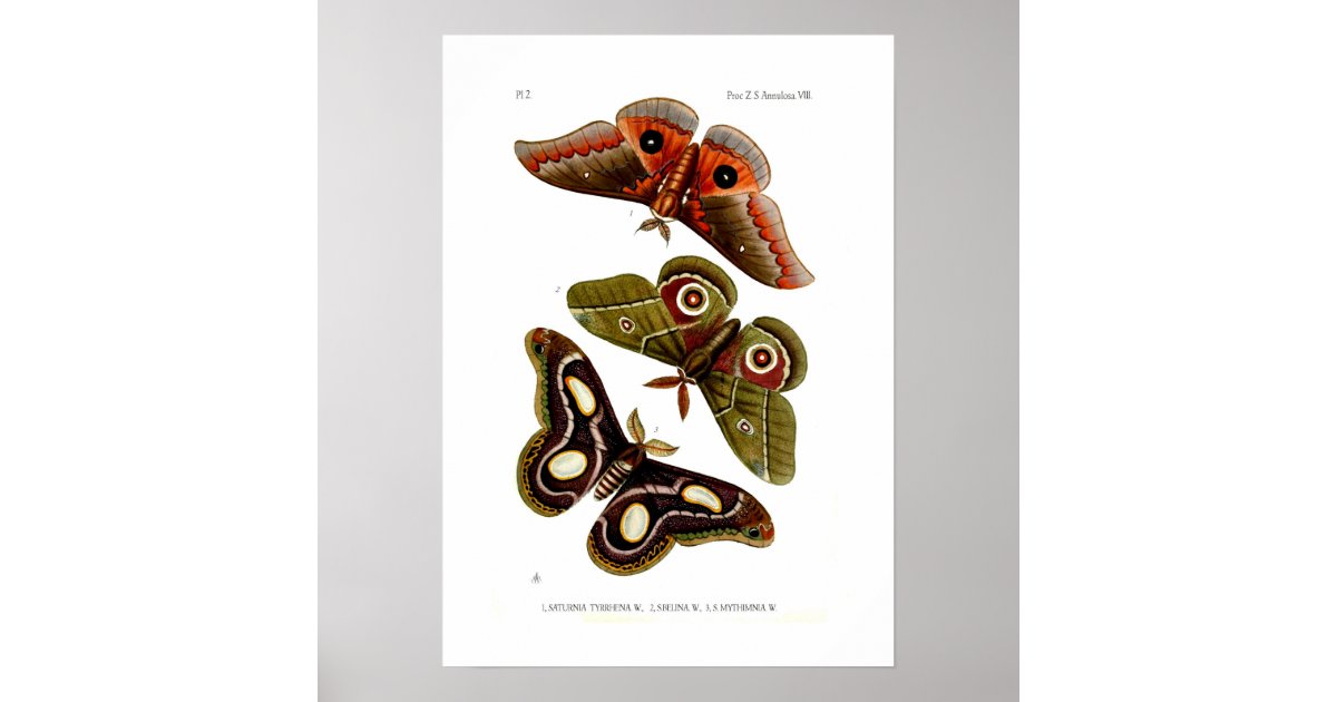Moths Poster | Zazzle