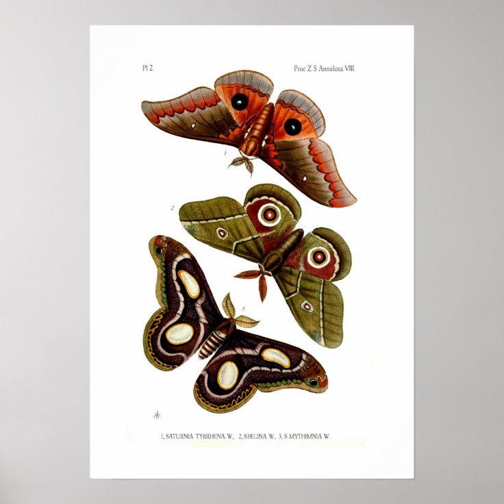 Moths Poster | Zazzle
