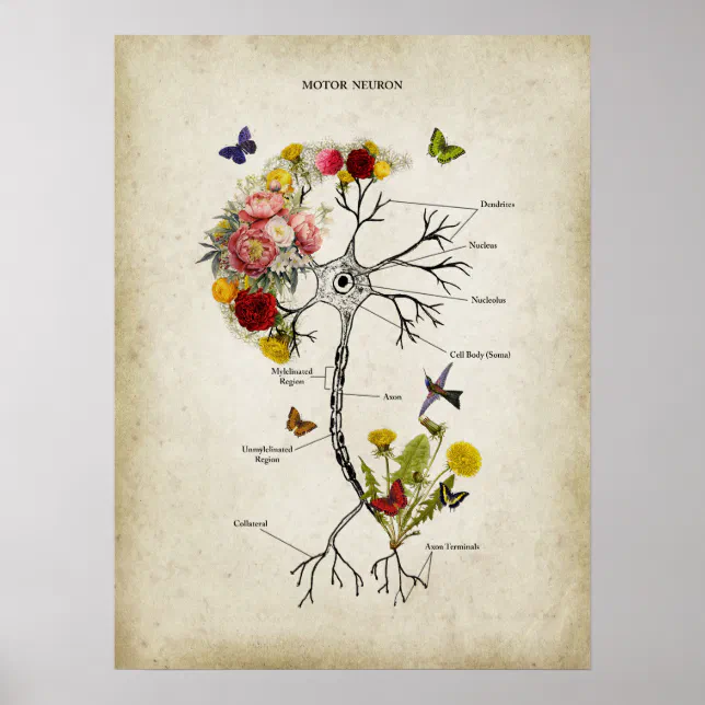 Motor Neuron Anatomy with Flowers Poster | Zazzle