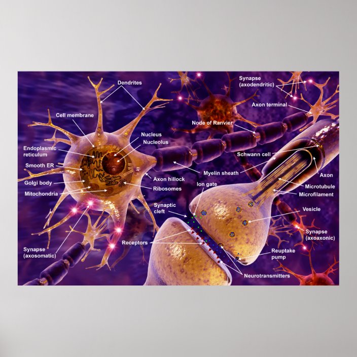 Motor neurons poster | Zazzle.com