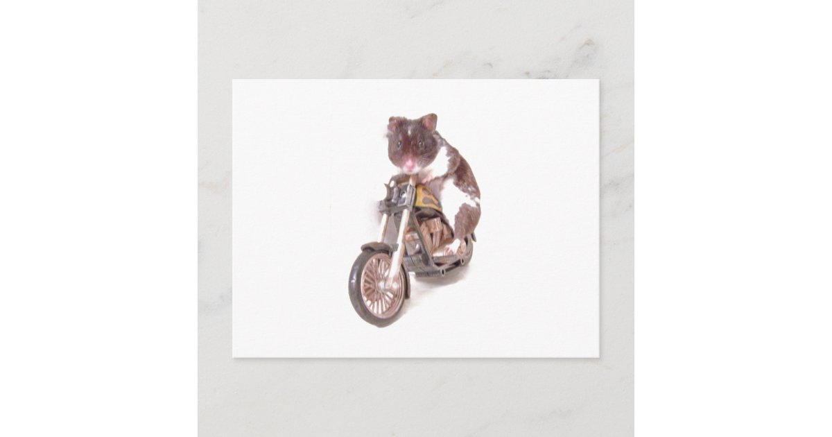 Motorcycle Hamster Postcard | Zazzle