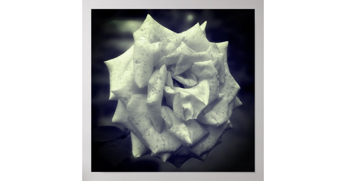 Mottled Rose Black And White Poster | Zazzle