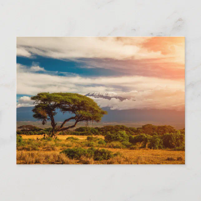 Mount Kilimanjaro | Amboseli, Kenya Postcard | Zazzle