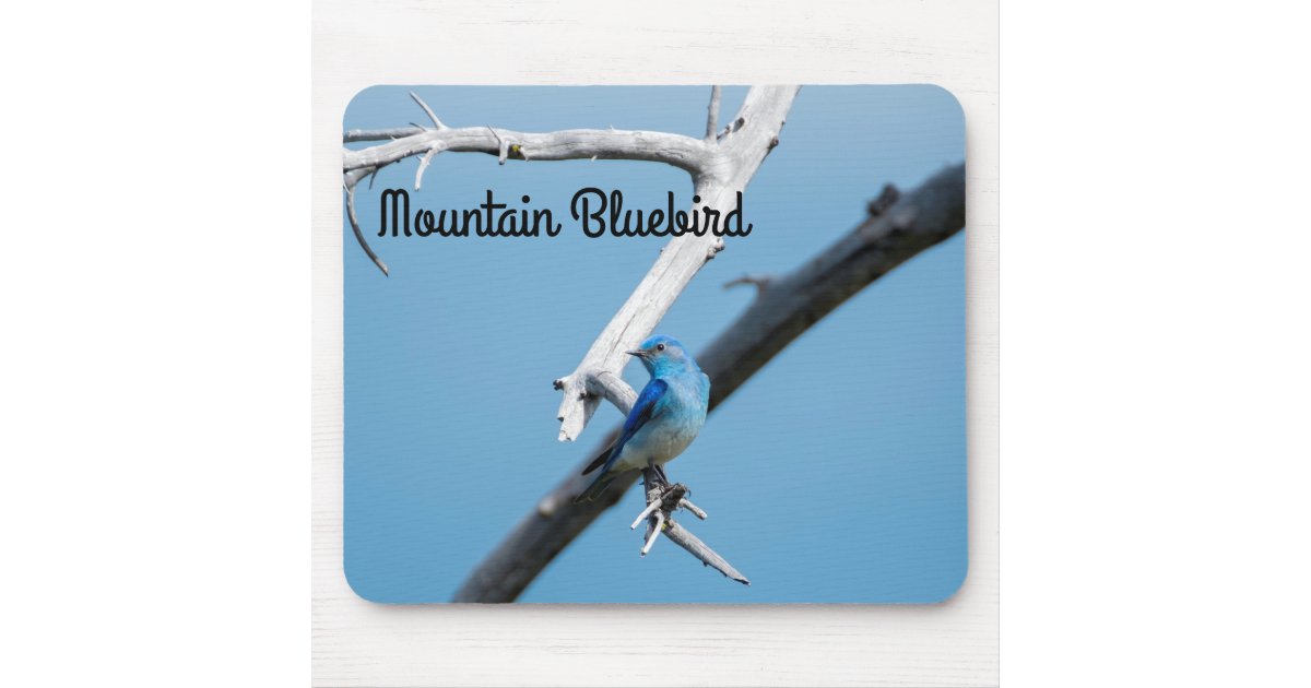 Mountain Bluebird Mouse Pad | Zazzle