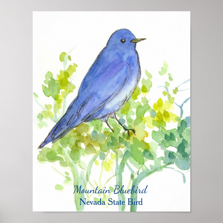Mountain Bluebird Nevada State Bird Watercolor Poster | Zazzle