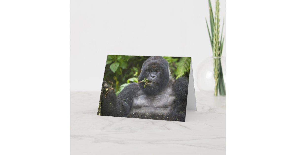 Mountain Gorilla and Silverback Card | Zazzle