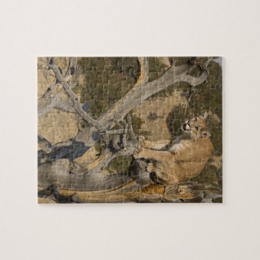 Mountain Lion, aka puma, cougar; Puma concolor, 2 Jigsaw Puzzle | Zazzle